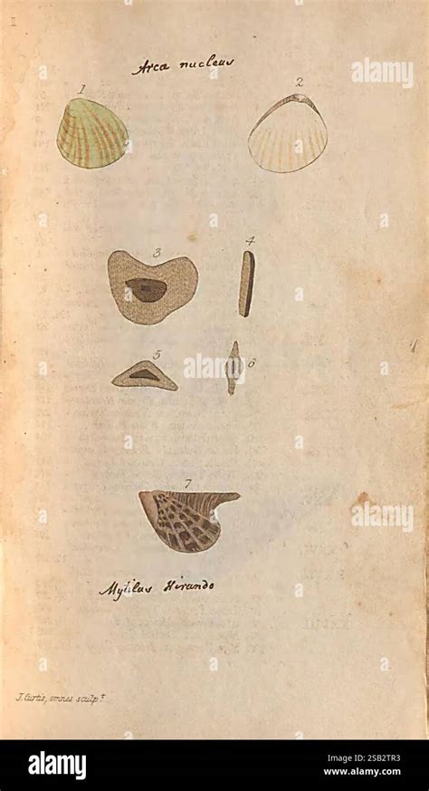 Two Detailed Depictions Of Distinct Shell Types Hi Res Stock