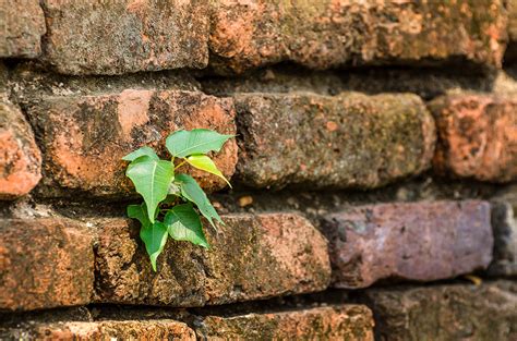 Adapt Glossary Developing Experts