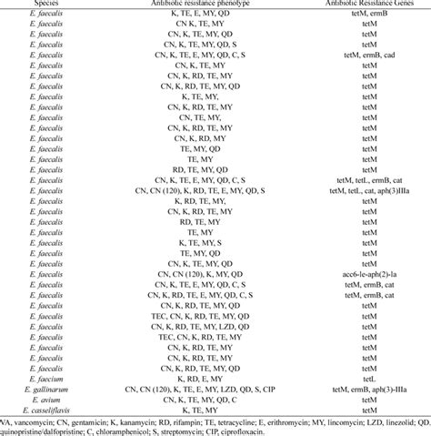 The Genotypic And Phenotypic Characteristics Of Enterococcus Spp That