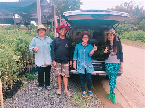 🍀“ปลูกมะขามให้เป็นสินทรัพย์ ไว้เก็บขายยามเกษียณค่ะ”💖 🌳กิ่งพันธุ์มะขามเปรี้ยวยักษ์ เกรดพรีเมี่ยม