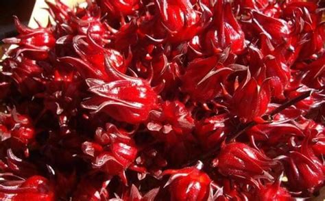 Tanaman Rosella