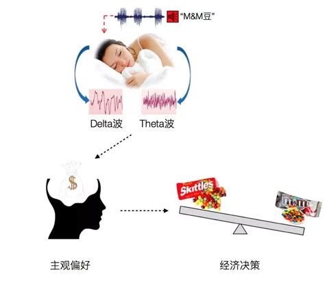 朱露莎课题组、时杰课题组在《elife》发表论文，通过行为学、神经科学以及计算建模等研究手段，发现在睡眠状态下改变简单经济决策中主观偏好的方法