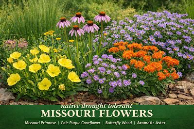 Drought Tolerant Plants That Thrive In Zone 6 Missouri Gardens