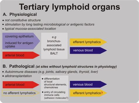 Lymphoid Organs Flashcards Quizlet