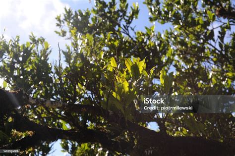 월계수 숲의 월계수 나무 또는 포르투갈 마데이라 섬의 유네스코 세계 문화 유산 마데이라 자연 공원의 상록수 숲의 Laurissilva 0명에 대한 스톡 사진 및 기타 이미지