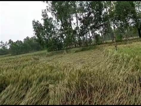 24 घण्टे में फिर बदलेगा मौसम खेतों में गिरी गेहूं और सरसों की फसल