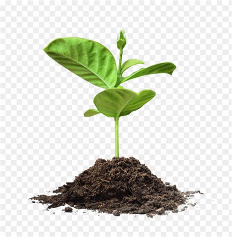 Download Save Tree Png Images Background TOPpng