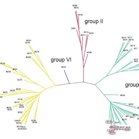 Phylogenetic Tree Of B Cereus Group Isolates From Packaging