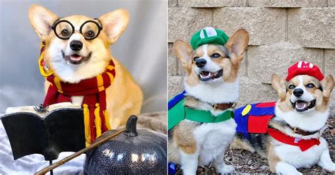 Best Halloween Costumes For Corgis At Jessie Ramirez Blog