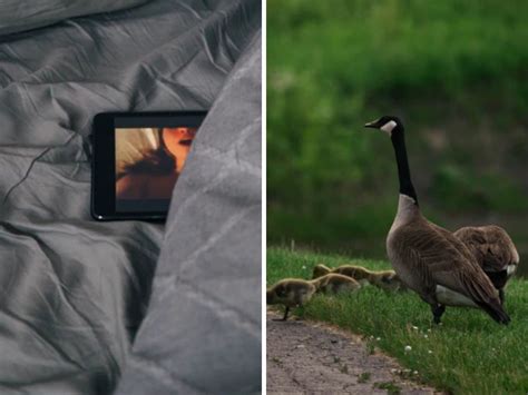Man Fired Porn Clip Goose Honking Bizarre Electrician Fired For