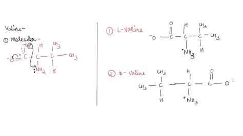 Solved The R Group Of The Amino Acid Valine Consists Of Three Carbons