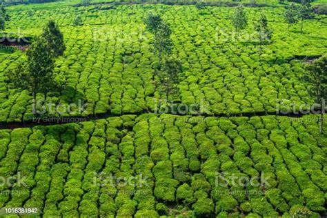 Munnar 케랄라 인도 근처 언덕에 아름 다운 차 농장 0명에 대한 스톡 사진 및 기타 이미지 0명 경관 계곡 Istock
