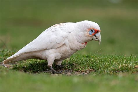 Ml610714759 Long Billed Corella Macaulay Library