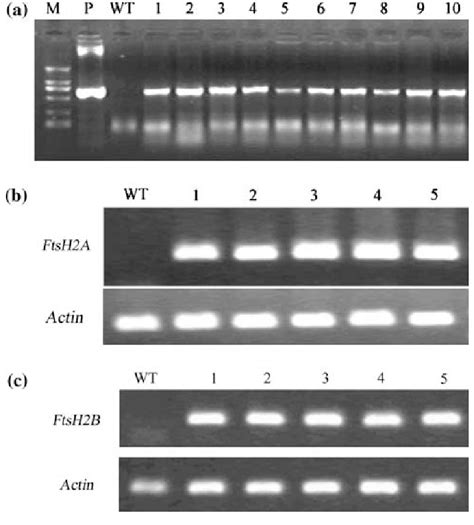 Molecular Characterization Of The Heterologous Expression Of Zmftsh2a