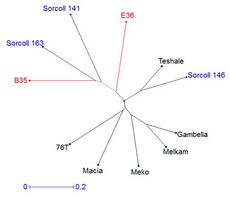 Neighbor Joining Cluster Analysis Dendrogram Showing The Genetic