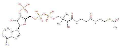 Structure Of Acetyl Coa Depicting A Functional Thioester