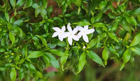 Imágenes De Sampaguita Descarga Imágenes Gratuitas En Unsplash