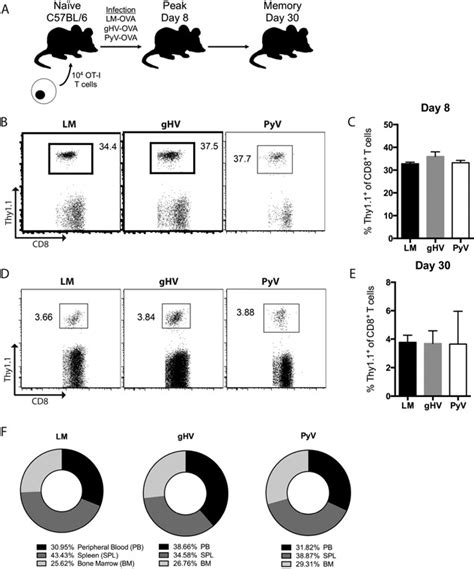 The Magnitude And Distribution Of The Antigen Specific T Cell Response Download Scientific