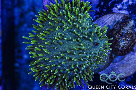 Long Tentacle Green Toadstool Wysiwyg Queen City Corals