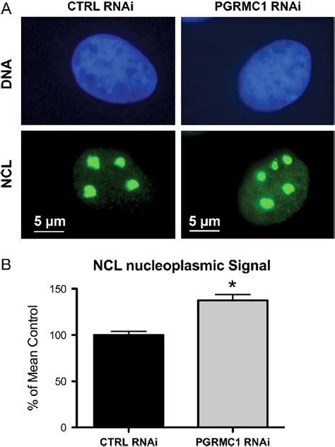 Effect Of Pgrmc1 Rnai Mediated Gene Silencing On Ncl Localization A Download Scientific