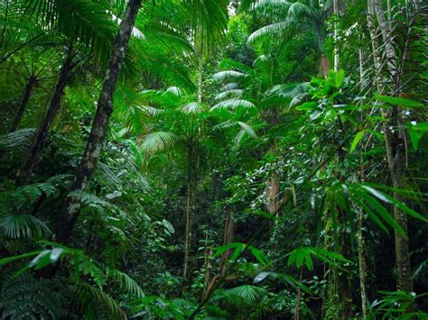 30 Amazing Facts About Amazon Rainforest Natures Marvel