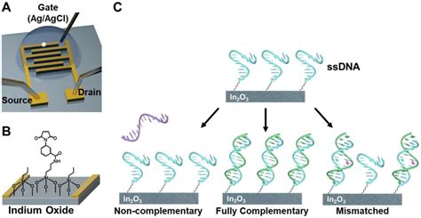 figure 1 from detecting dna and rna and differentiating single