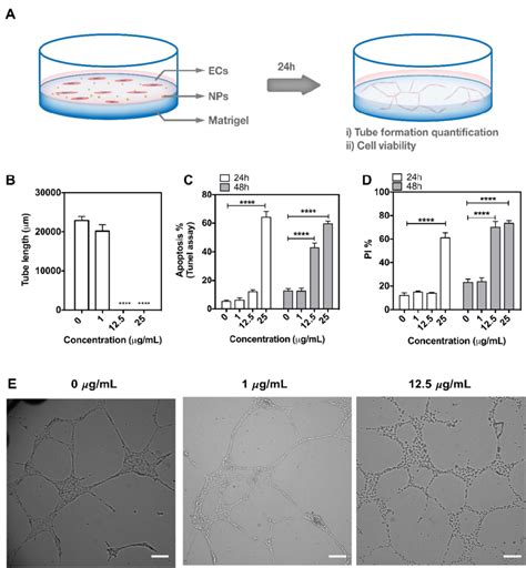 Figure S4 Optimization Of Matrigel Assay A Schematic Representation