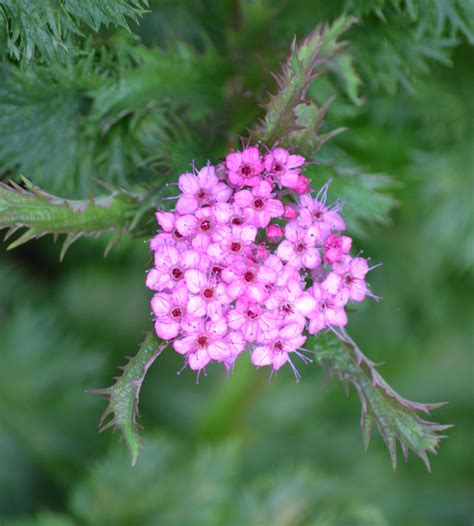 Spiraea Japonica ‘dolchica Purdue Arboretum Explorer