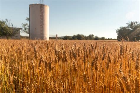 Weat Field Images Free Download On Freepik