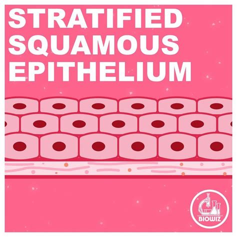 Biowiz On Instagram Squamous Epithelium Is Divided Into 2 Types