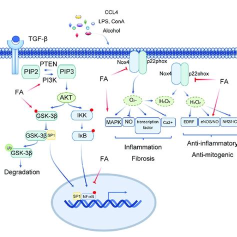 Multitarget Role Of Ferulic Acid In Liver Injury Mediated By Other