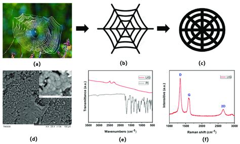 A Natural Spider Web B Spider Web Planar Structure C Improved Download Scientific A Natural Spider Web B Spider Web Planar Structure C Improved Download Scientific