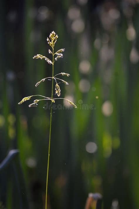 Tall Thin Grass Stock Image Image Of Grass Thin Details 252334709