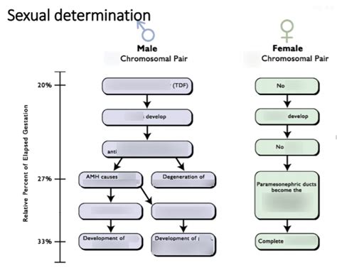 Sexual Determination Flowchart Diagram Quizlet
