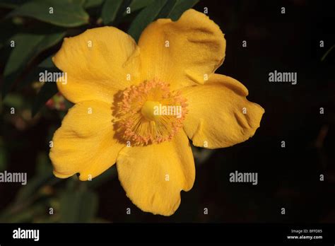 Yellow Flower Of Hypericum Rowallane Shrub In Grounds Of Ashdown Park