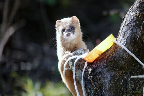 イタチを駆除するには？生態や主な被害、注意点も解説 害獣駆除（ネズミ、イタチ、ハクビシン、アライグマ、コウモリなど）のお役立ち情報サイト