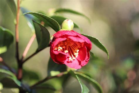 Retail Camellia Sasanqua Yuletide Cistus Nursery