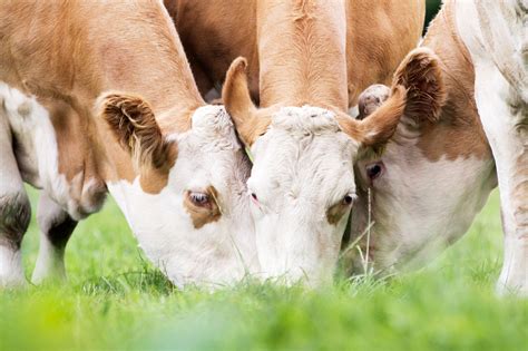 Buy United States Wholesale Simmental Cattle Holstein Friesian Frozen