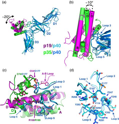 Figure 4 From The Structure Of Interleukin 23 Reveals The Molecular