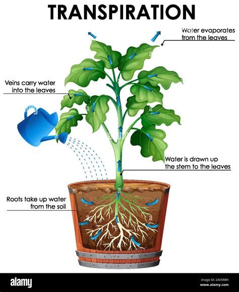 Plant Transpiration Diagram