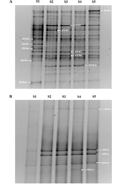 Bacterial A And Archaeal B Dgge Fingerprints Generated From The