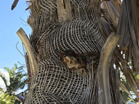 Concerned About Lethal Bronzing Discussing Palm Trees Worldwide