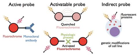 Fluorescent Imaging Strategies Active Probes Consist Of A Fluorochrome