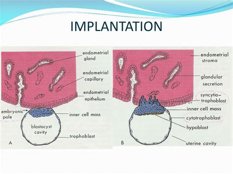 Ppt Lecture Development Of Placenta Placentas Morphology And Functions Powerpoint