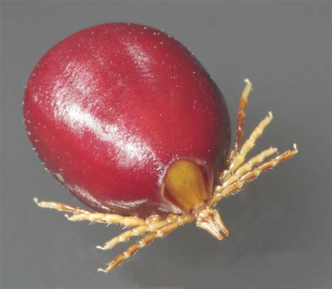 Ixodes Holocyclus Facts Diet Habitat And Pictures On Animaliabio