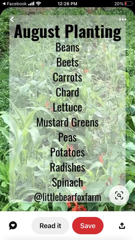 Plant In August For Fall Harvest August Vegetable Planting Guide