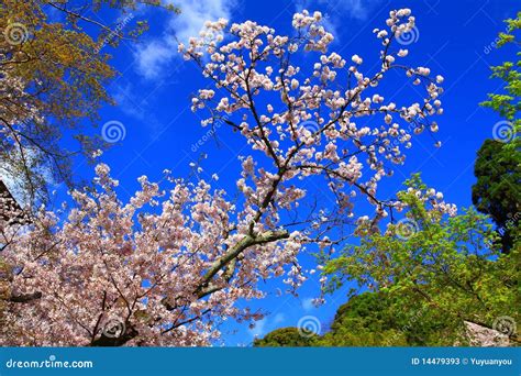 Sakura Cherry Blossom Stock Image Image Of Blue Blossom 14479393