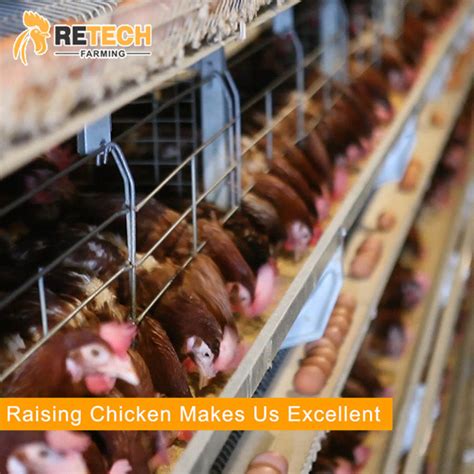 Design Automatic Egg Layer Poultry Farm Battery Chicken House For 10000