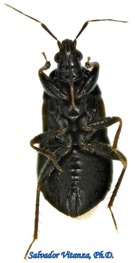 Hemiptera Heteroptera Anthocoridae Xylocoris Pilipes Minute Pirate Bugs