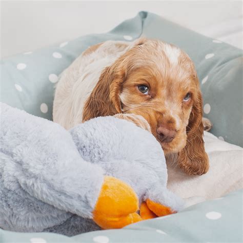 Little Buddy Heart Beat Sheep | All For Paws Toy | Lords & Labradors